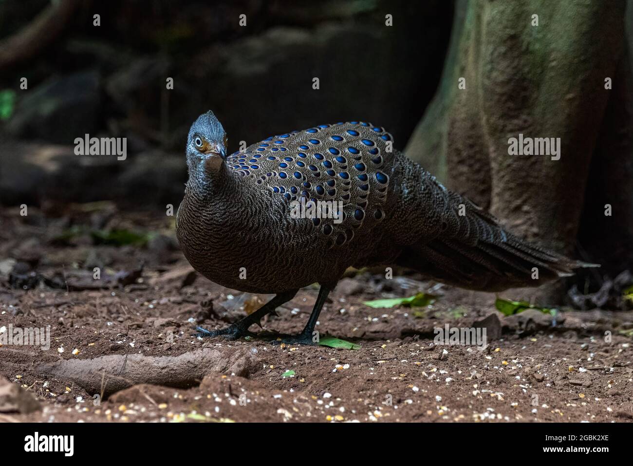 Grey Peacock-Pheasant, Beautiful birds of Thailand Stock Photo - Alamy
