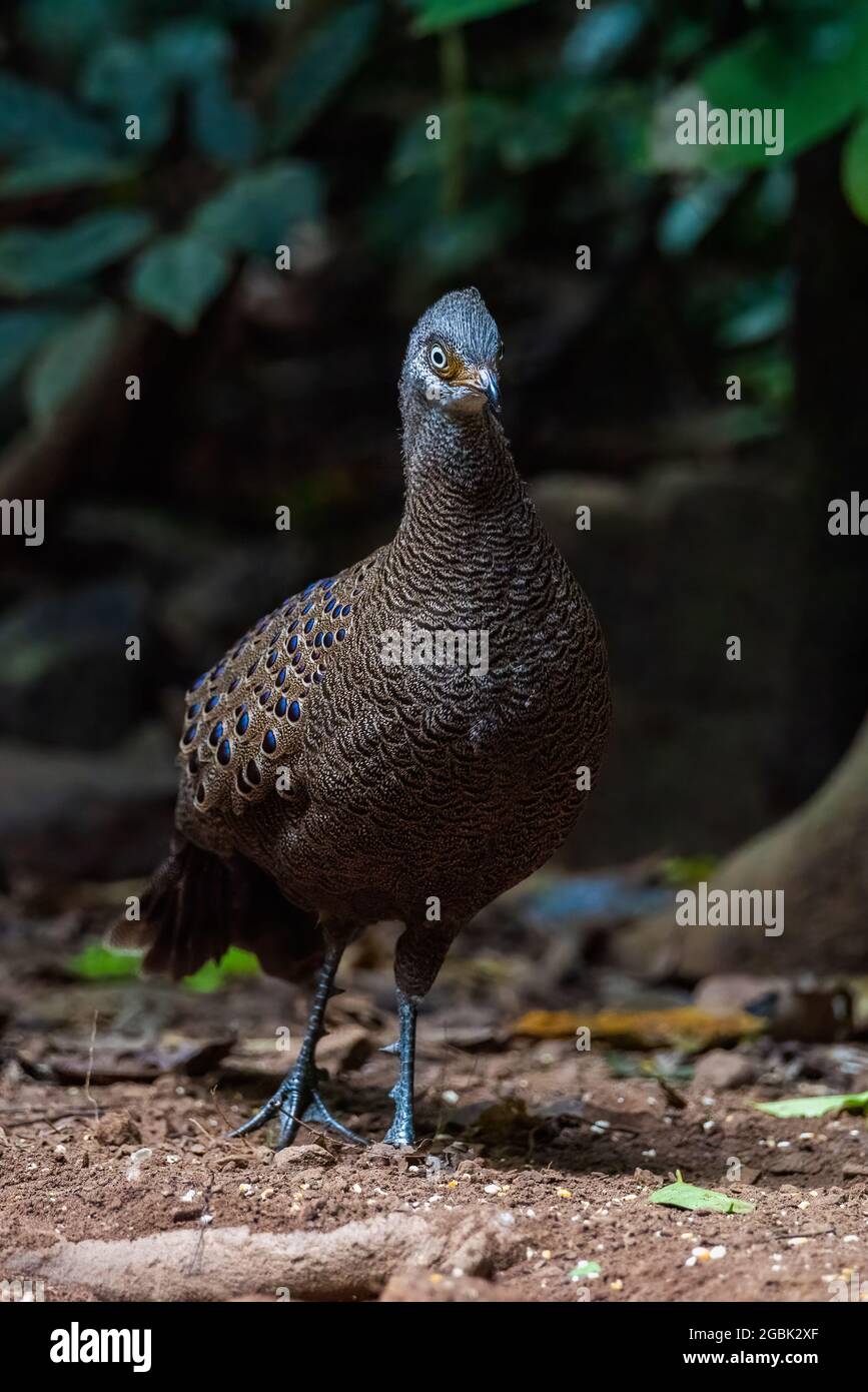 Grey Peacock-Pheasant, Beautiful birds of Thailand Stock Photo - Alamy