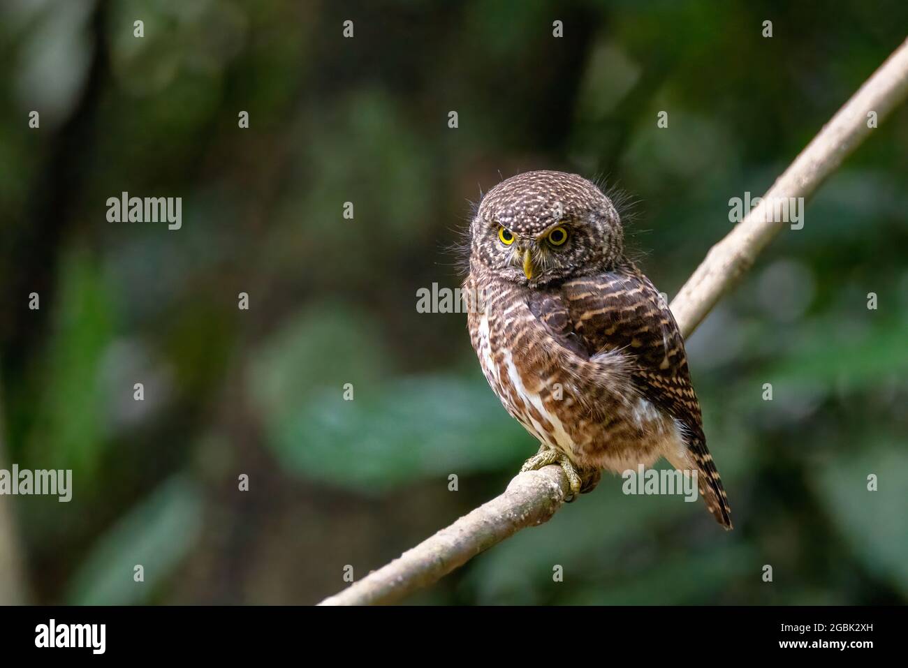 Collared Owlet High Resolution Stock Photography and Images - Alamy