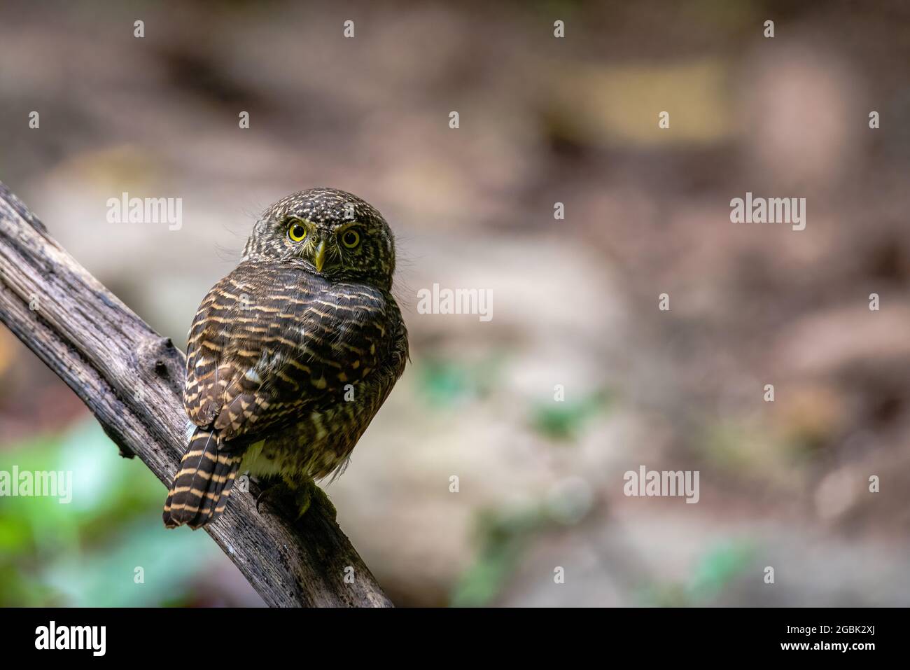 Collared Owlet High Resolution Stock Photography and Images - Alamy