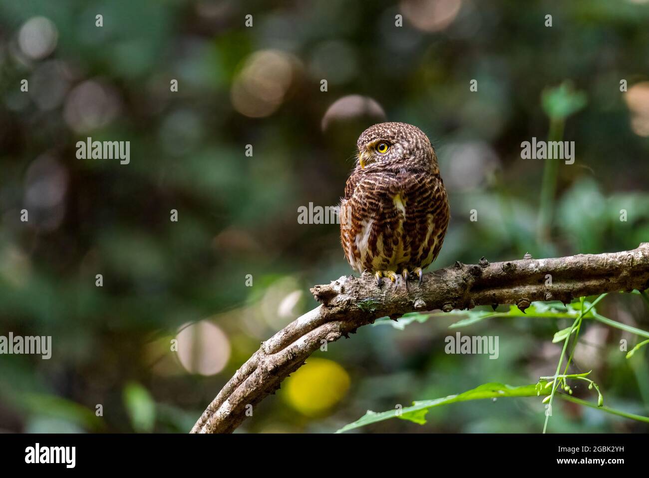 Collared Owlet,looking from a tree branch in tropical forest Stock ...