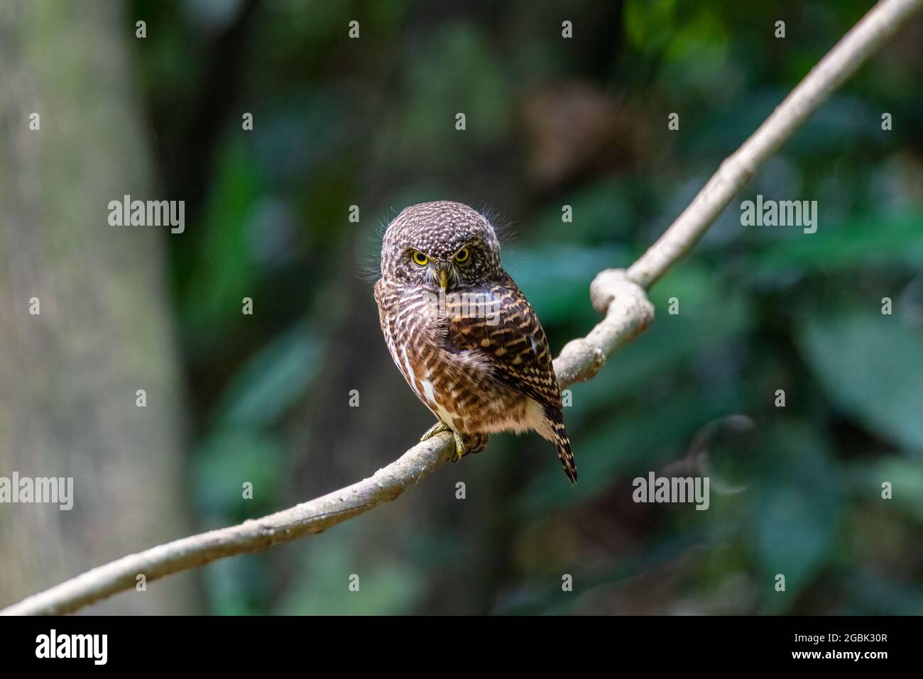 Collared Owlet,looking from a tree branch in tropical forest Stock ...