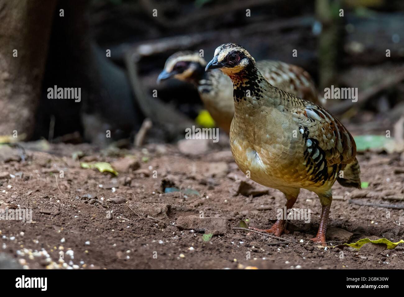 green-legged partridge or scaly-breasted Partridge,beautiful bird in ...