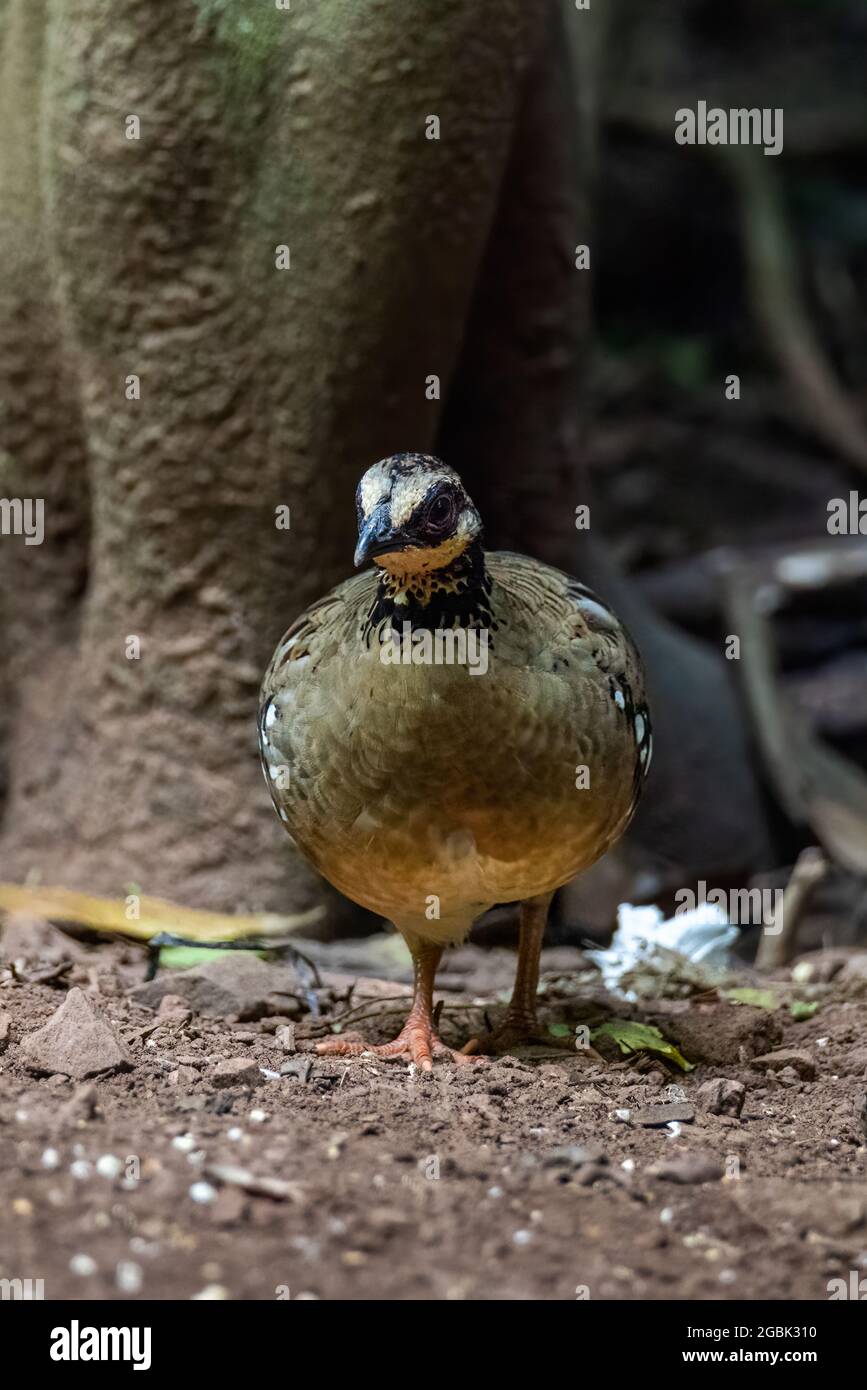 green-legged partridge or scaly-breasted Partridge,beautiful bird in ...