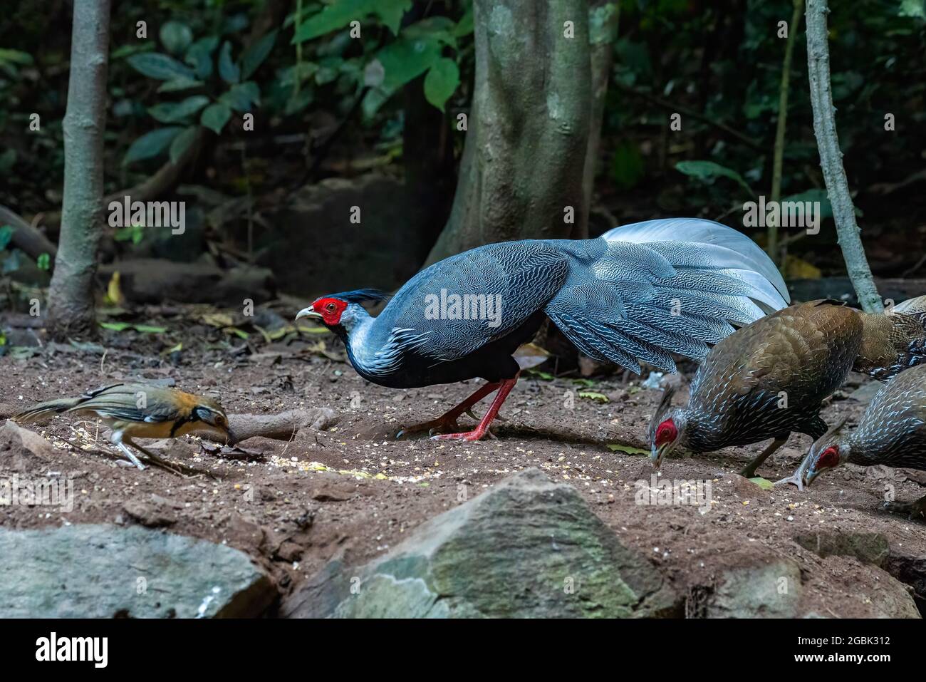 The male Kalij pheasant,beautiful bird in tropical forest Stock Photo ...