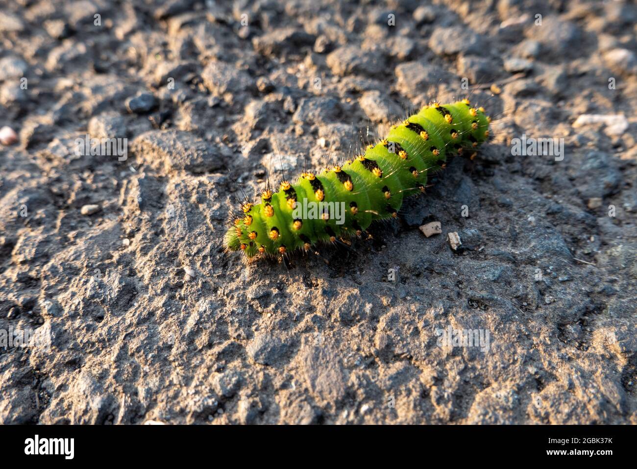 Closeup shot of a caterpillar walking on the ground Stock Photo - Alamy