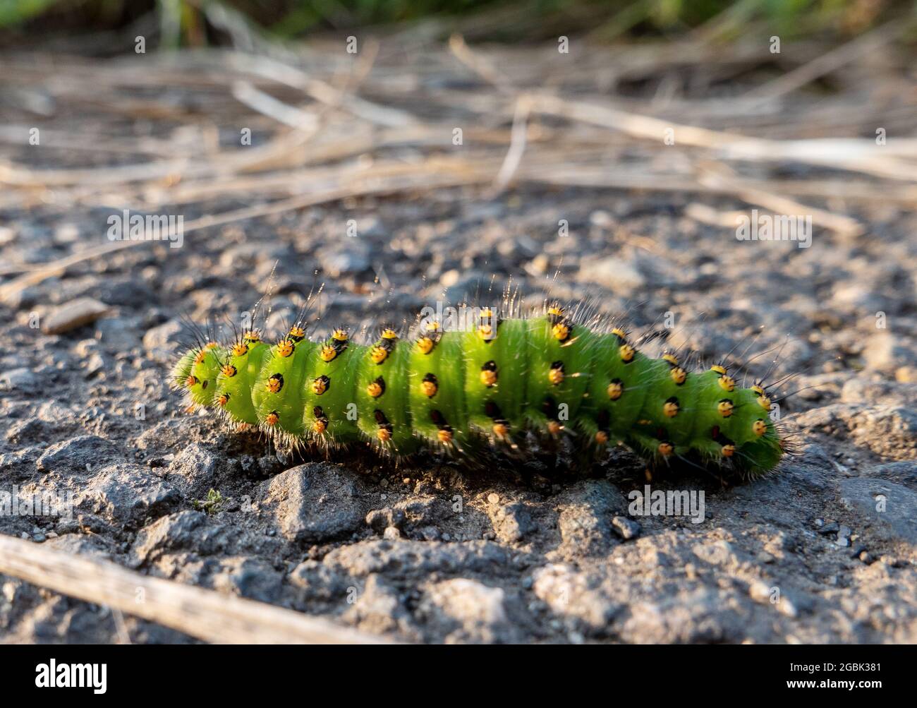 Closeup shot of a caterpillar walking on the ground Stock Photo - Alamy