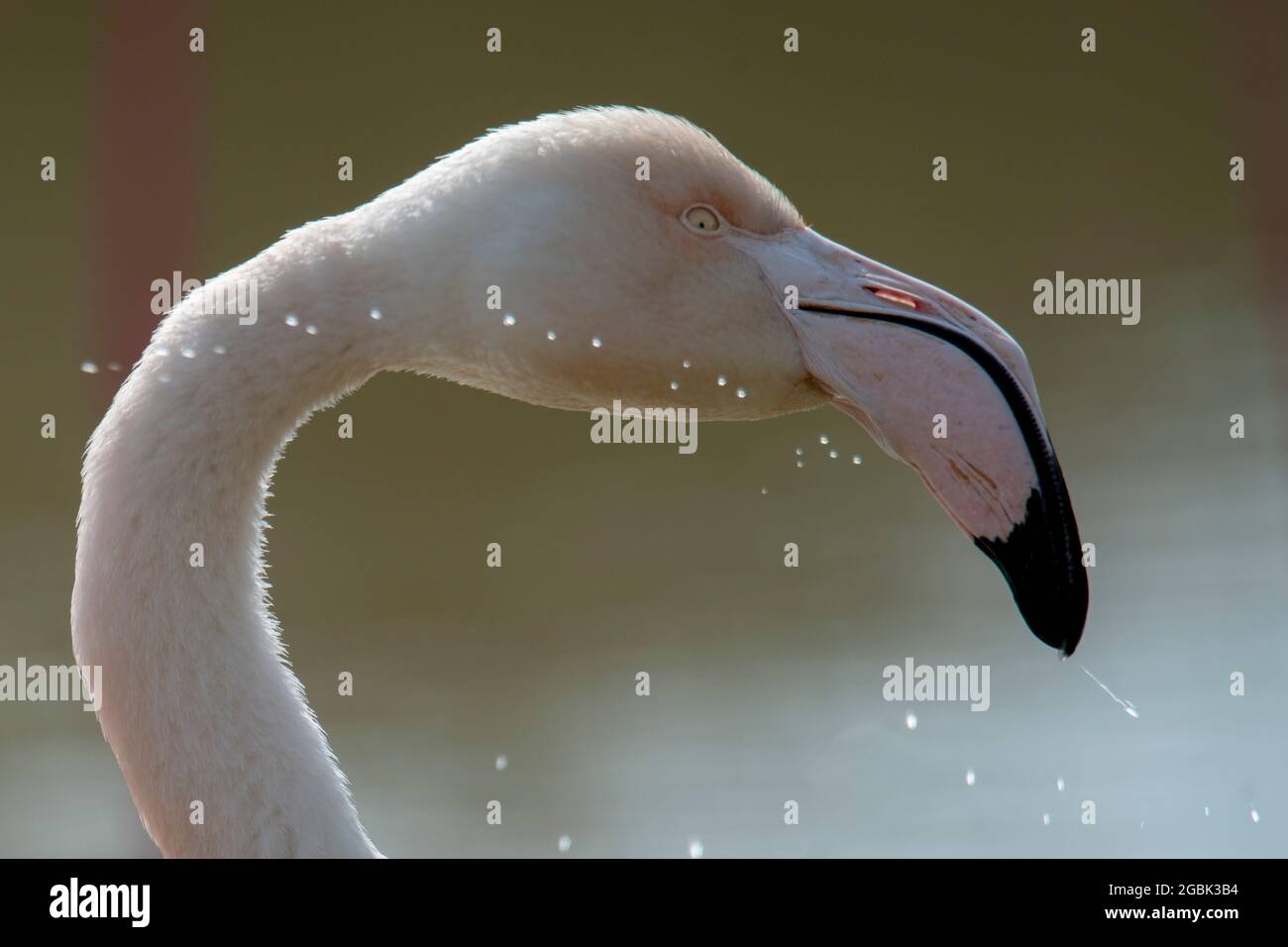 A PINK FLAMINGO TAKES HIS HEAD OUT OF THE WATER AND HANGS Stock Photo ...