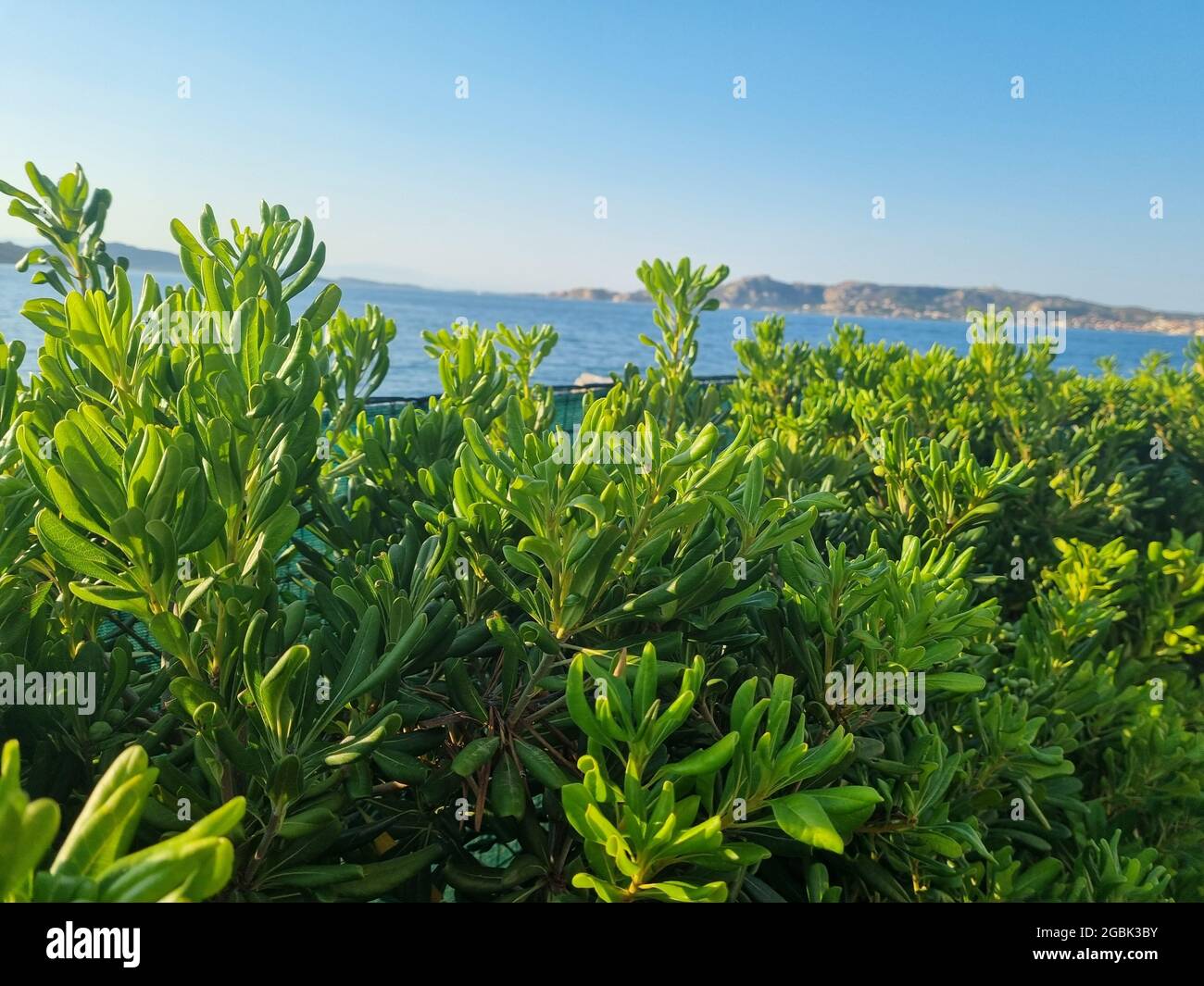 Green bush leaves in front of a calm blue sea under the clear blue sky ...