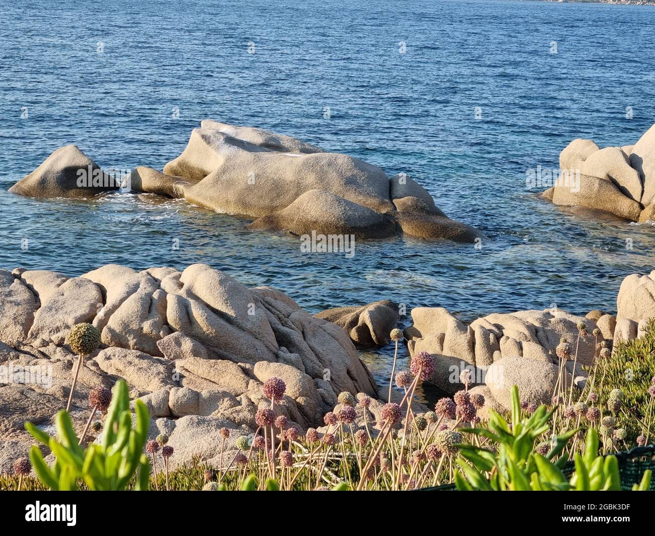 Calm seashore with gray rocks and plants and flowers on the side Stock ...