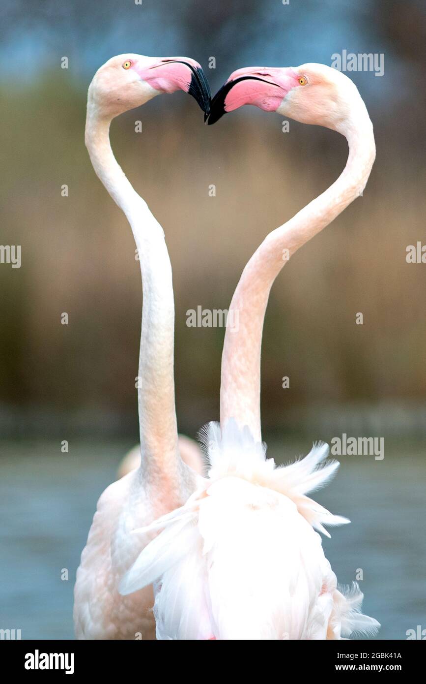 Two flamingos and heart hi-res stock photography and images - Alamy