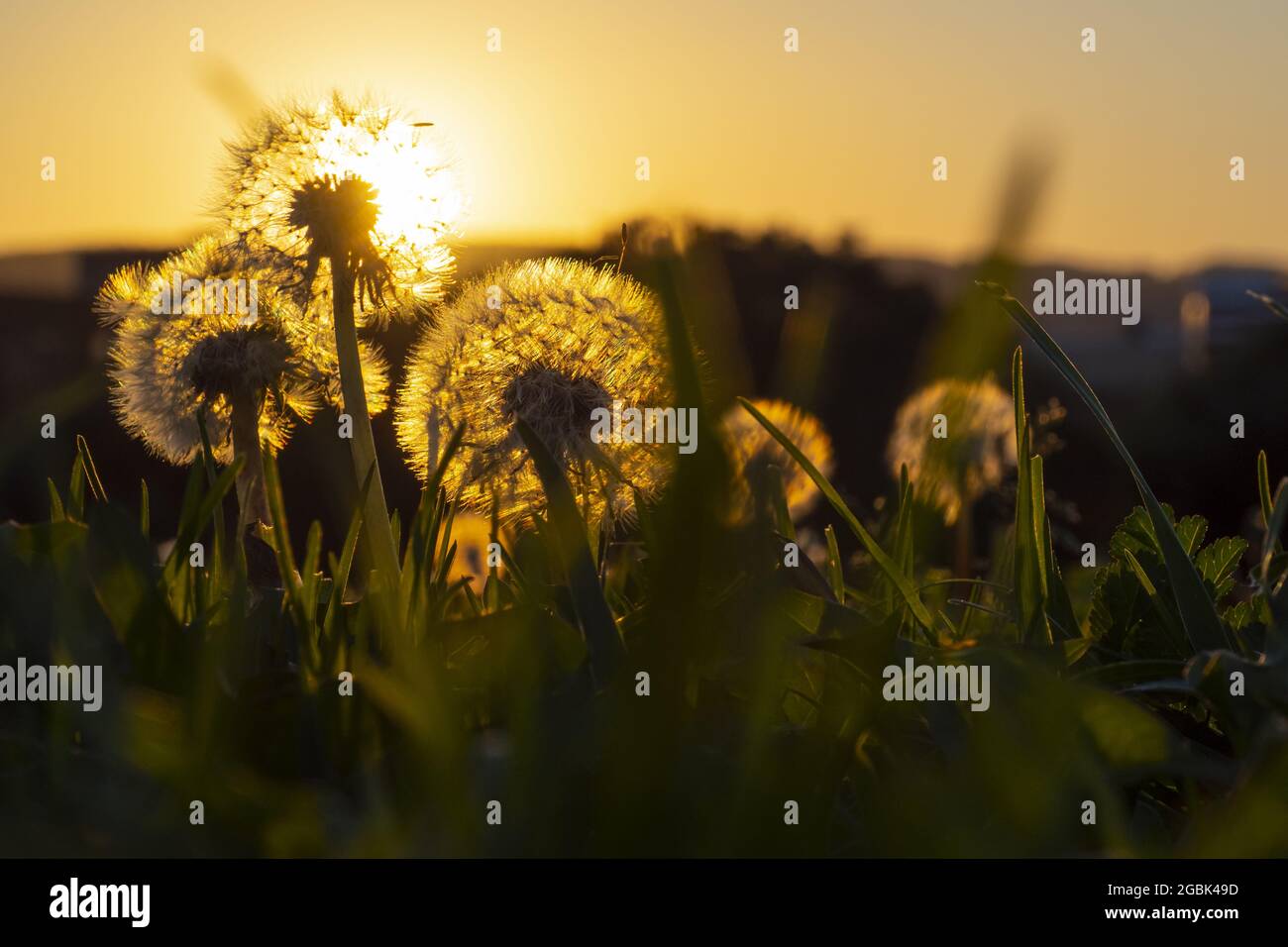 Closeup shot of dandelions in a field covered by the light of the setting sun Stock Photo - Alamy