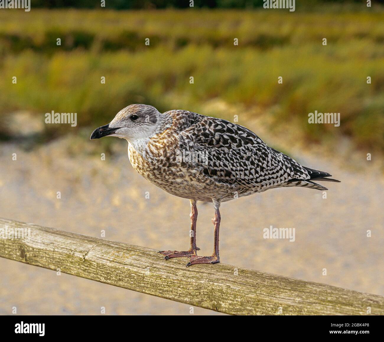 Closeup shot of a gull standing on a wooden surface on the beach Stock ...
