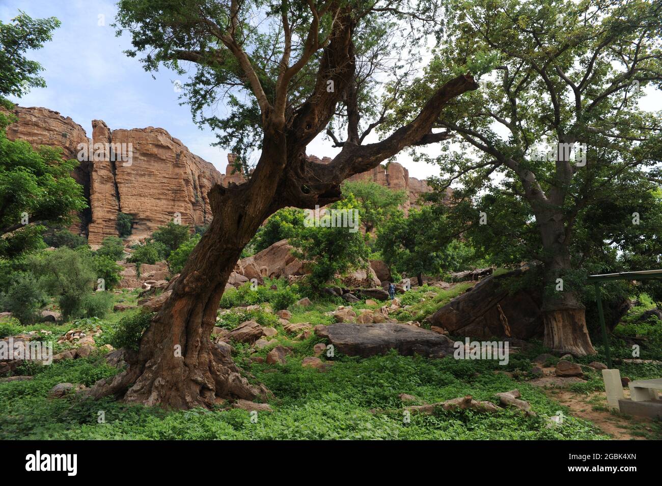 Tree standing on a green grass ground in front of rocky hills Stock ...