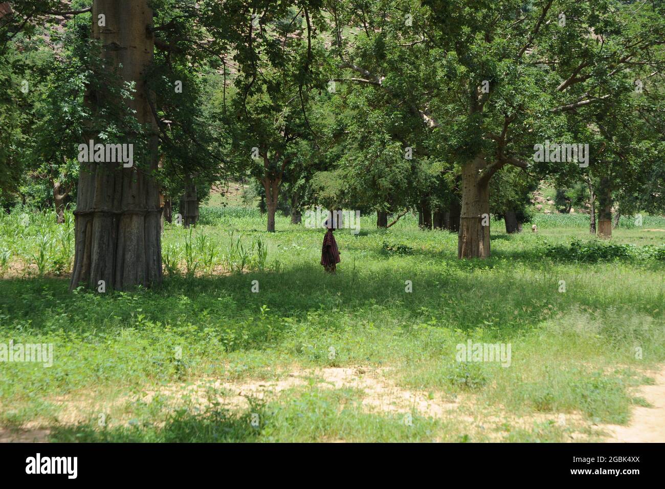 Child standing in the shade of the trees on a sunny day Stock Photo - Alamy