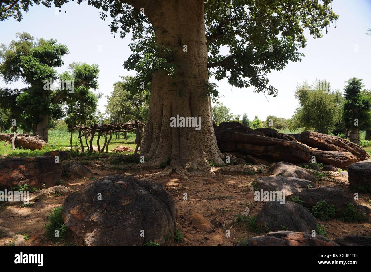 Tree standing in nature with its roots above the ground Stock Photo - Alamy