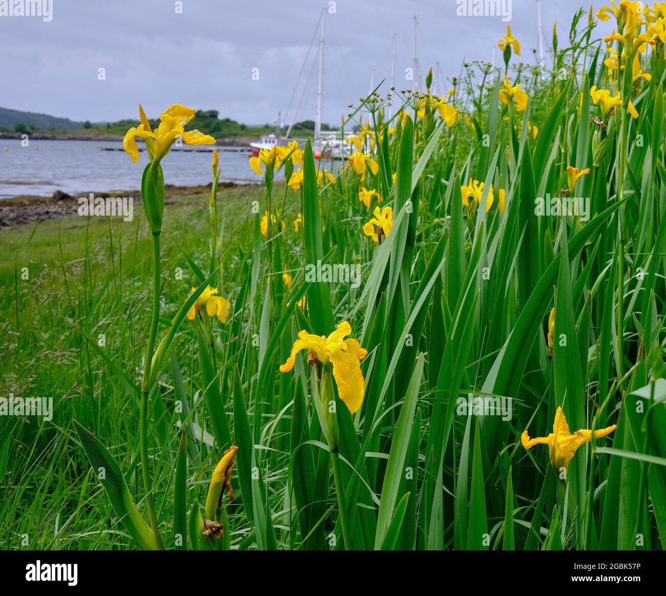 Yellow Iris flourish on the shoreline of the Craignish Peninsula on the ...