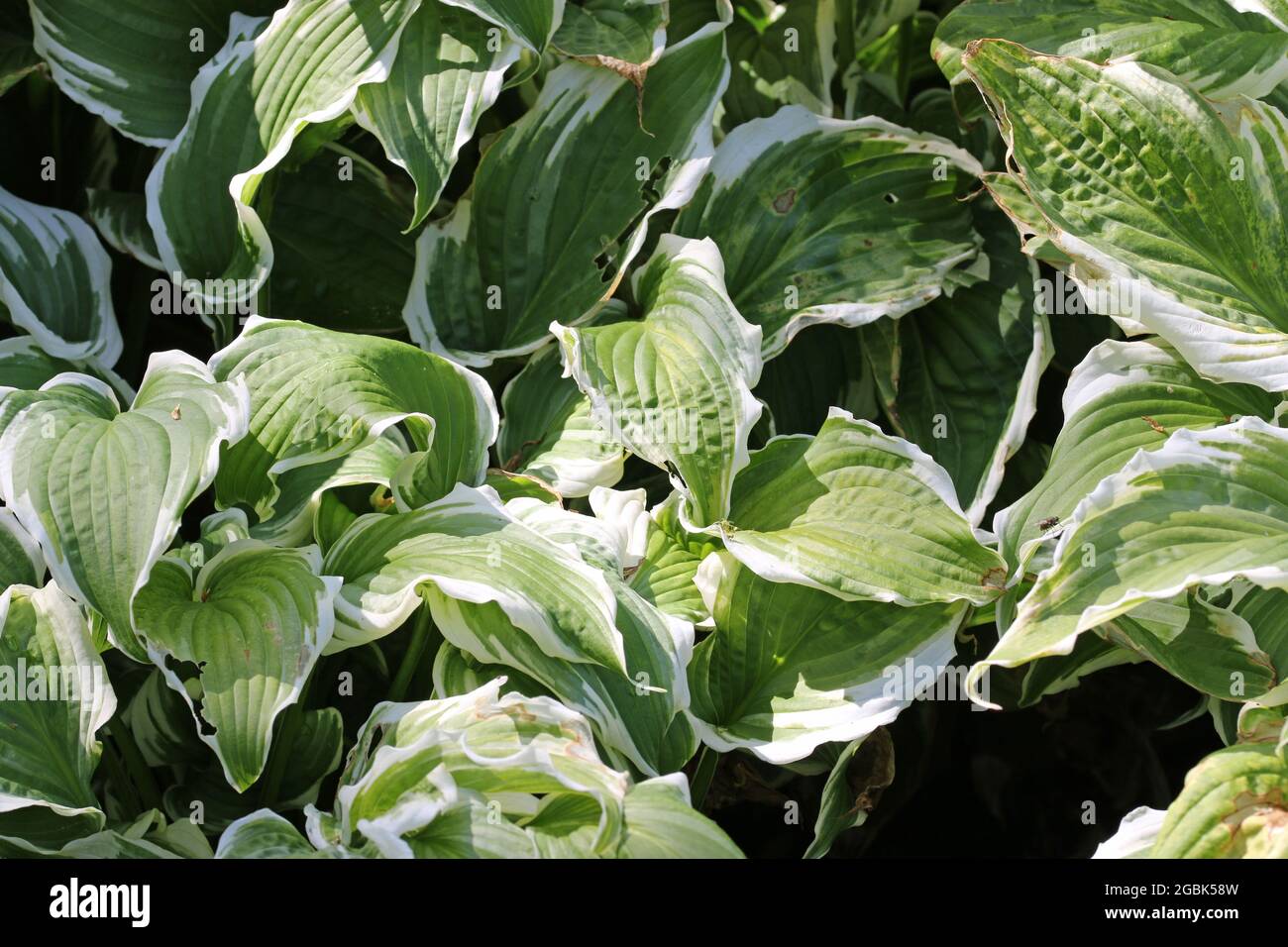 Wavy plantain lily albomarginata hi-res stock photography and images ...