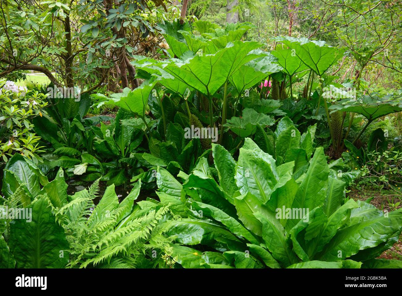 Large Gunnera growing in the Arduaine Gardens. West coast of Scotland ...