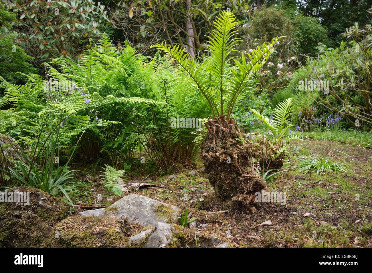 Mature fern growing in the Arduaine Gardens. West coast of Scotland ...