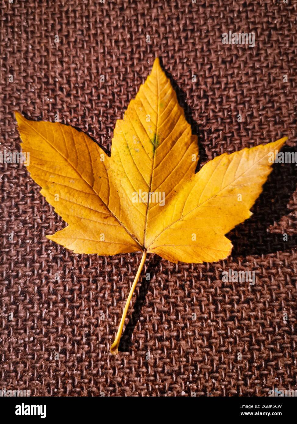 Vertical shot of a beautiful yellow autumn leaf on a brown surface ...