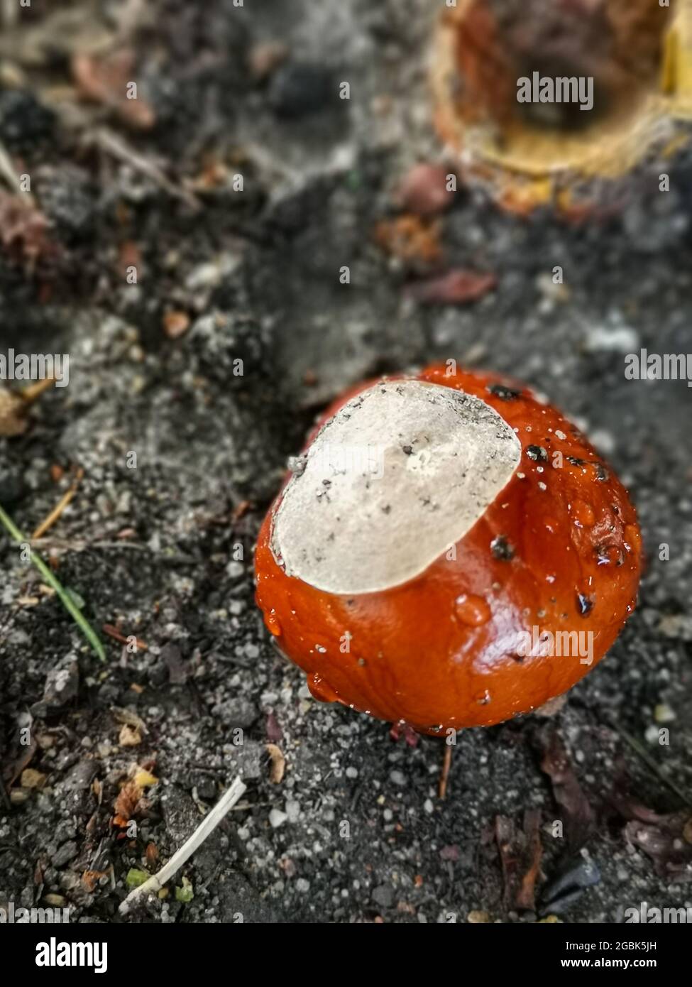 Vertical shot of a beautiful chestnut on the ground Stock Photo - Alamy