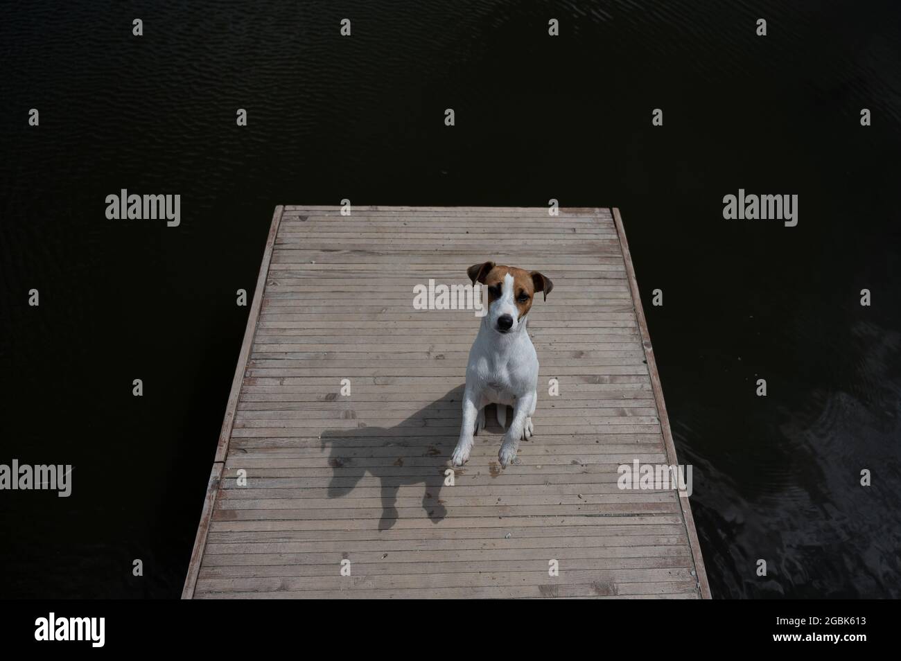 Sad dog jack russell terrier sits alone on the pier by the lake Stock ...