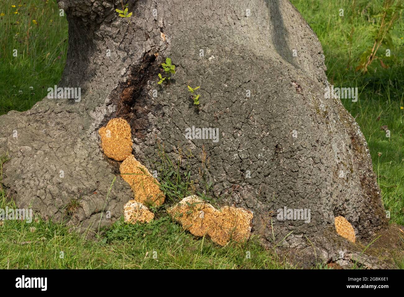 Fungus on oak tree trunk hi-res stock photography and images - Alamy