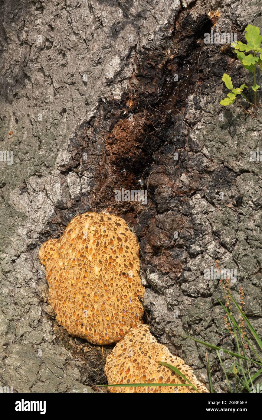 Inonotus Dryadeus fungus at the base of an old English Oak tree Stock ...