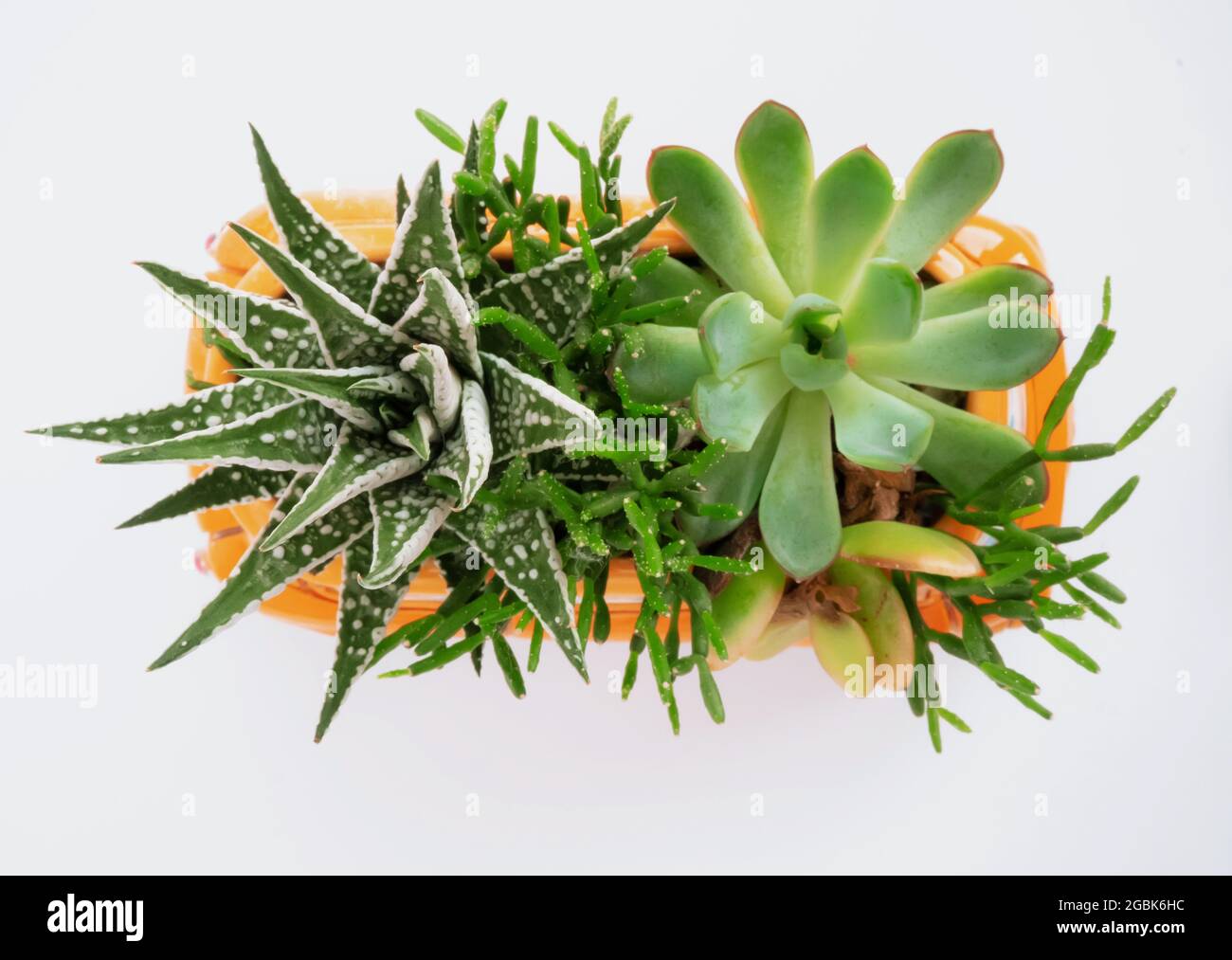 Composition of different types of succulent flower Stock Photo - Alamy