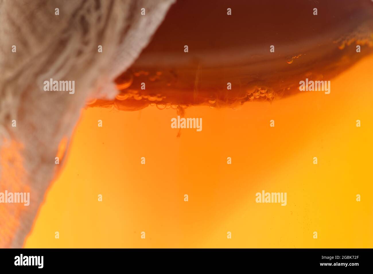 Kombucha mushroom for homemade natural organic fermented beverage ...