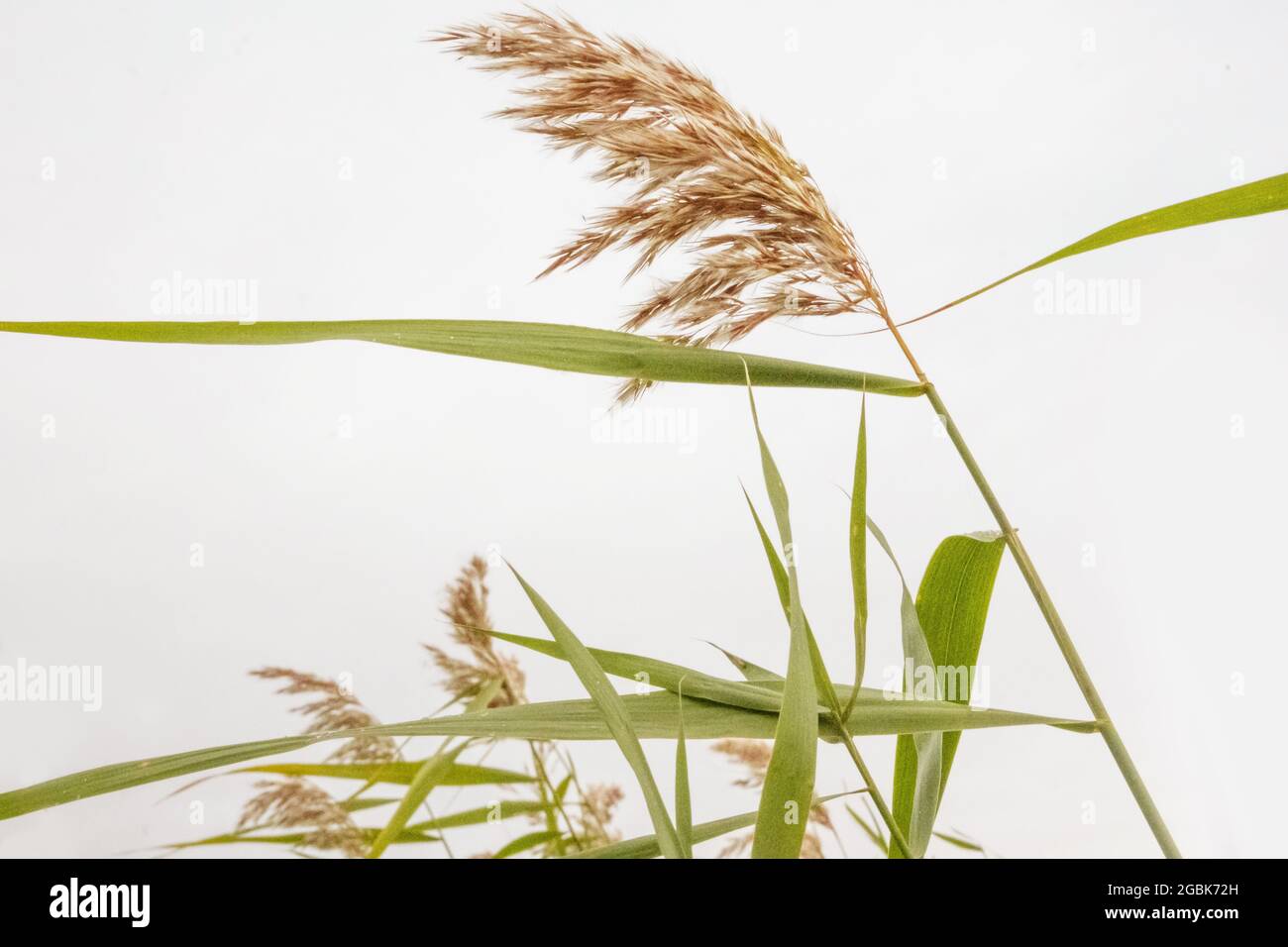 Pampas grass outdoor in light pastel colors. Dry Stock Photo - Alamy