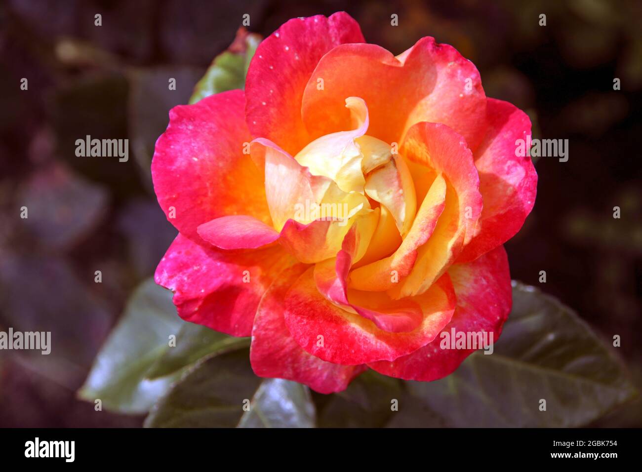 Pullman orient express rose growing hi-res stock photography and images ...