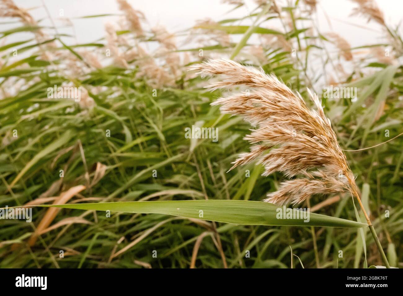 Pampas grass outdoor in light pastel colors. Dry Stock Photo - Alamy