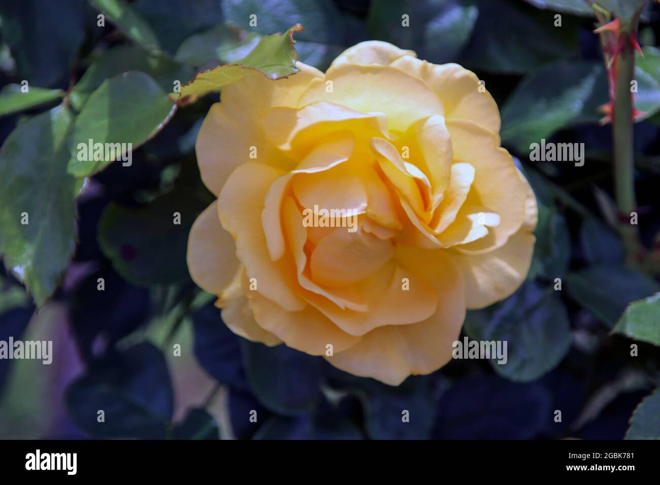 Peach melba rose hi-res stock photography and images - Alamy