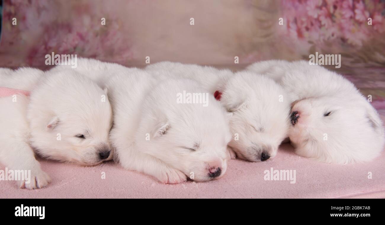Four small two weeks age old cute white Samoyed puppies dogs Stock ...