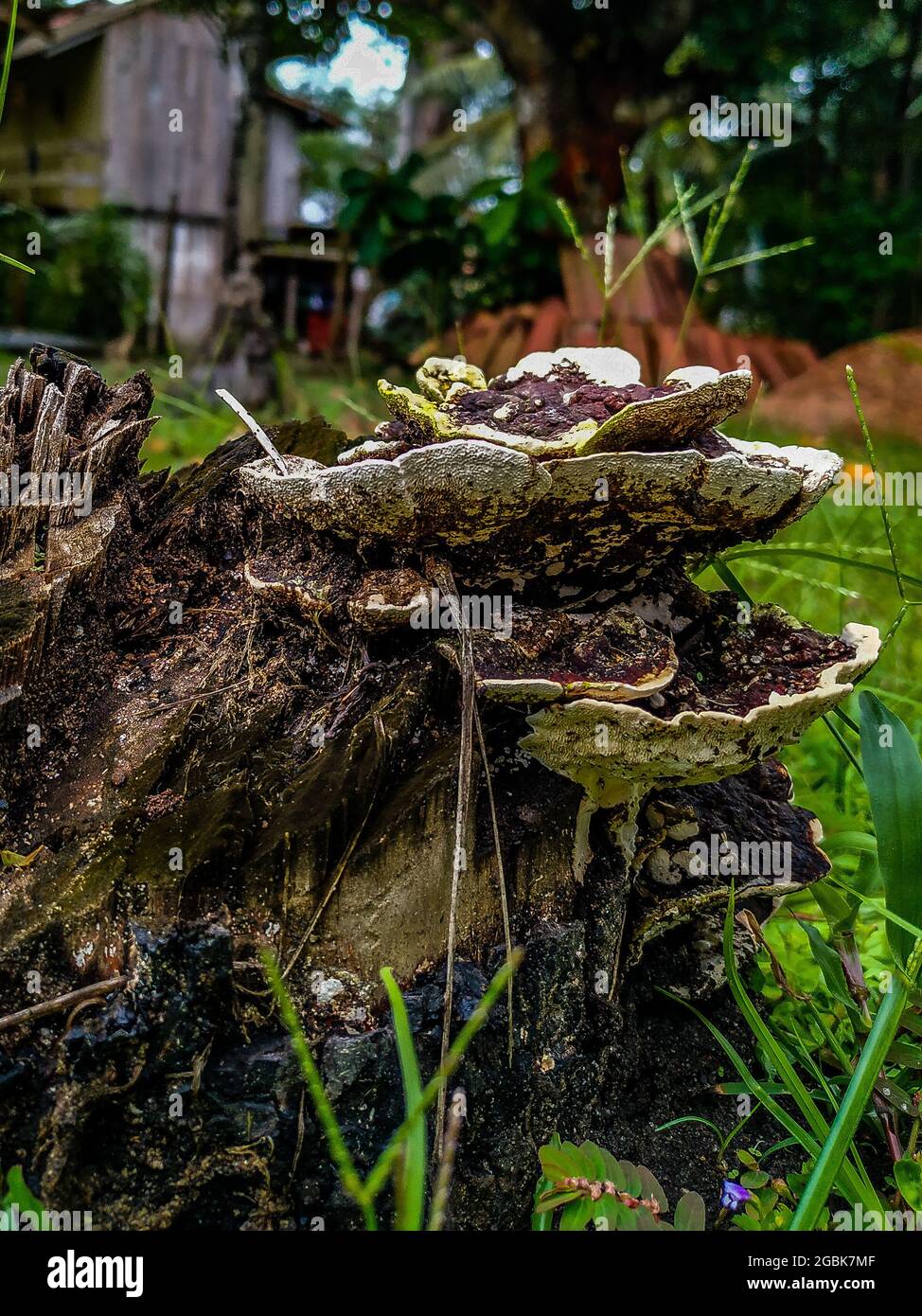 Amazon mushrooms, located in the national forest of the Tapajos, within ...