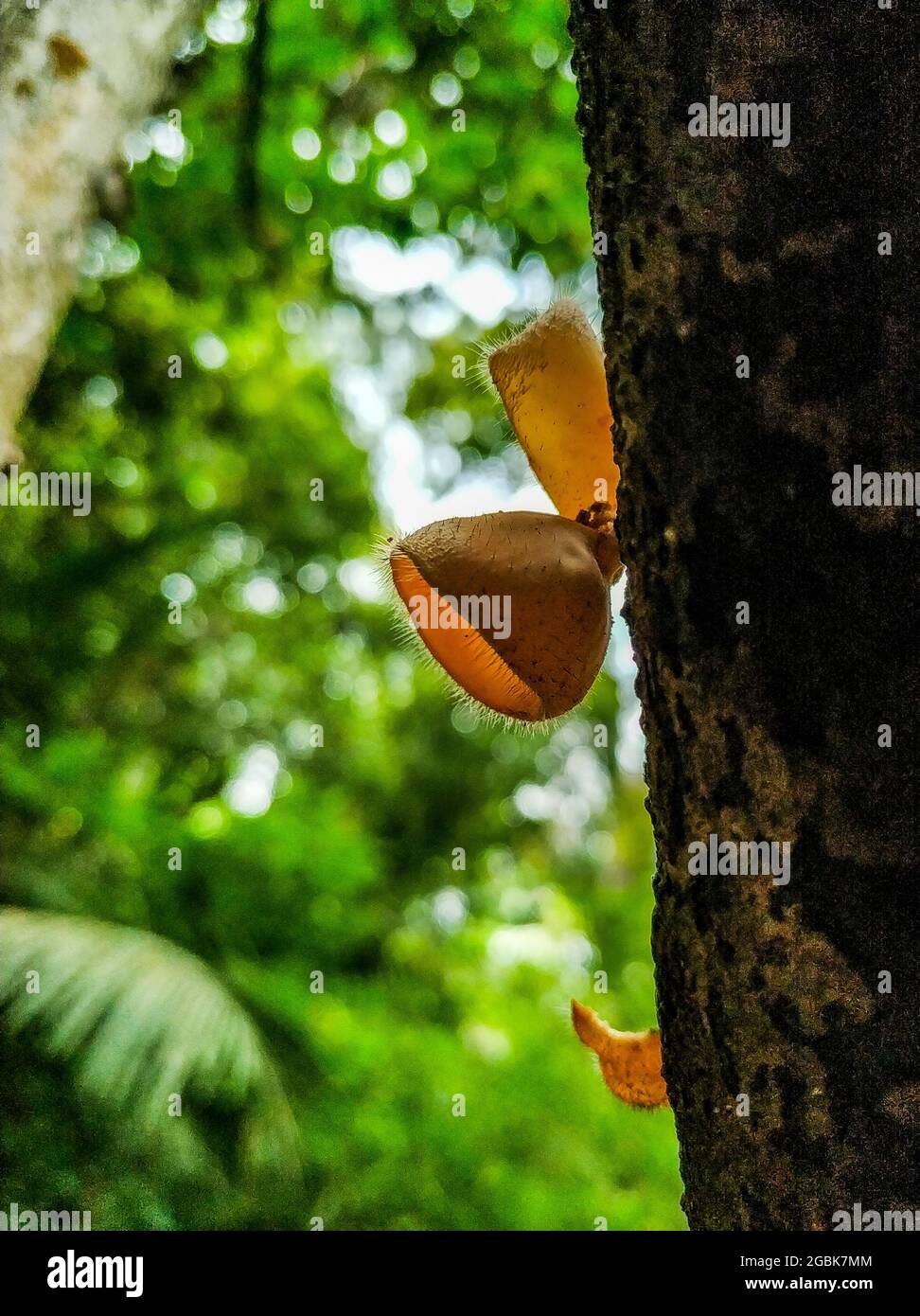 Amazon mushrooms, located in the national forest of the Tapajos, within ...