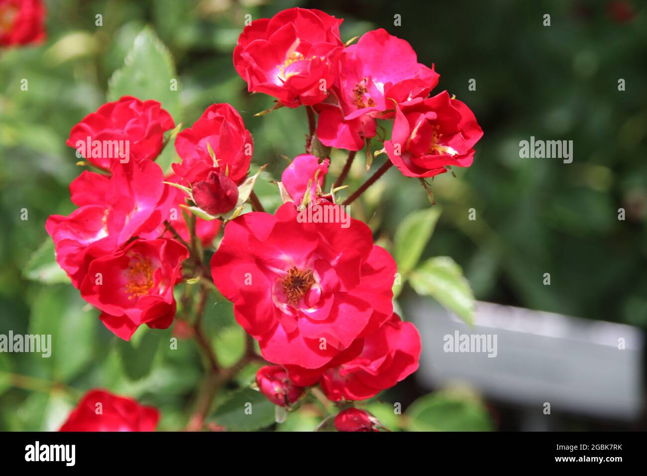 Leaf la bella rouge hi-res stock photography and images - Alamy