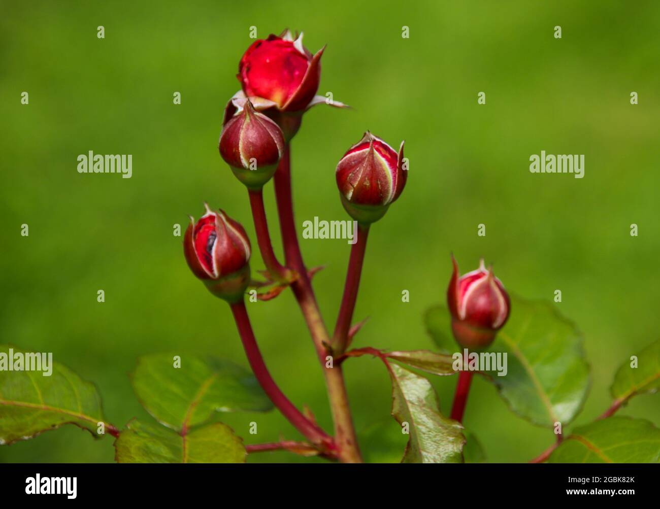 Flower of a rose in the Guldemondplantsoen Rosarium in Boskoop of the ...