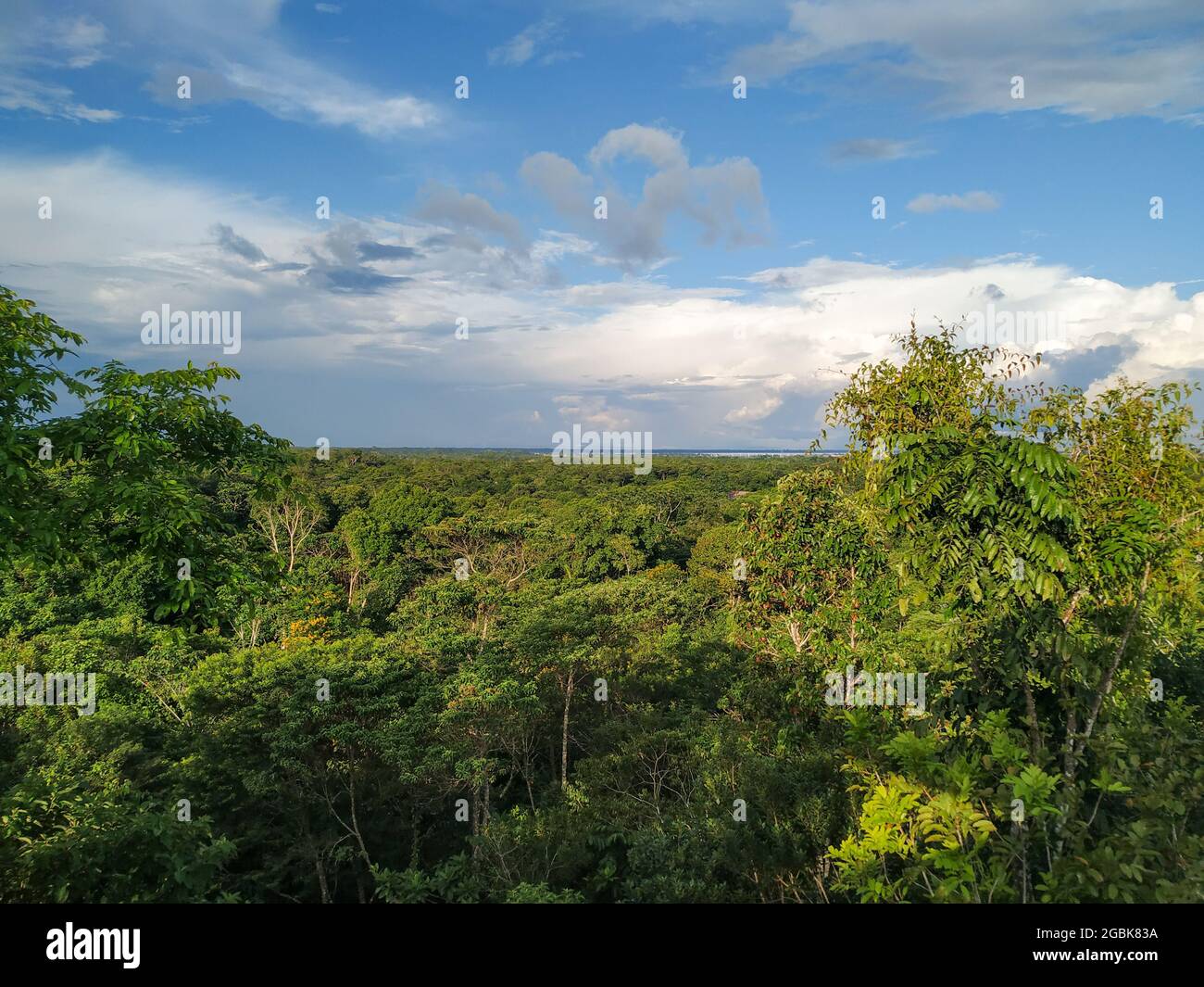 Brazilian trees in the middle of the Amazon forest Stock Photo - Alamy