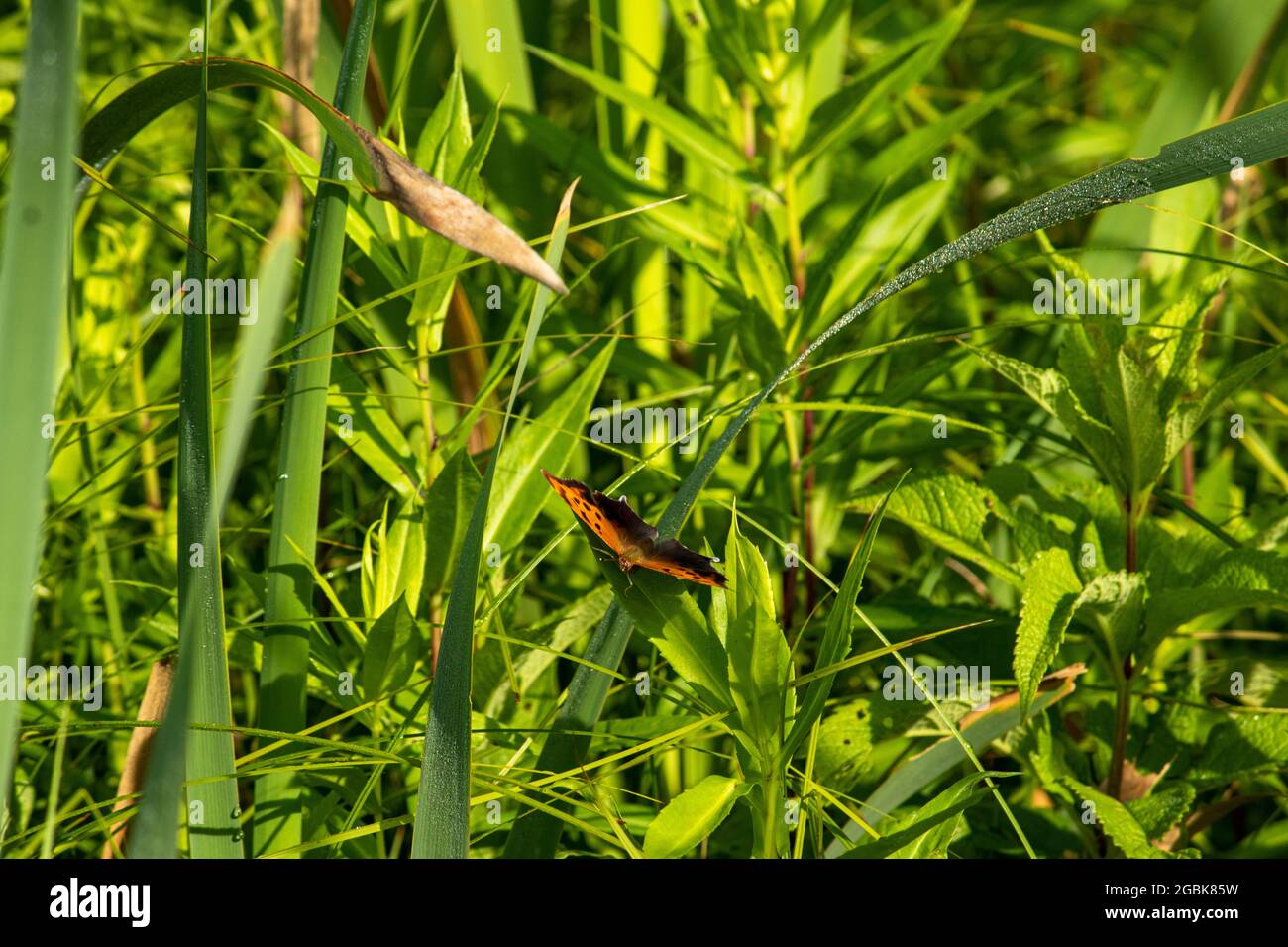 Soaking up the sun hi-res stock photography and images - Alamy