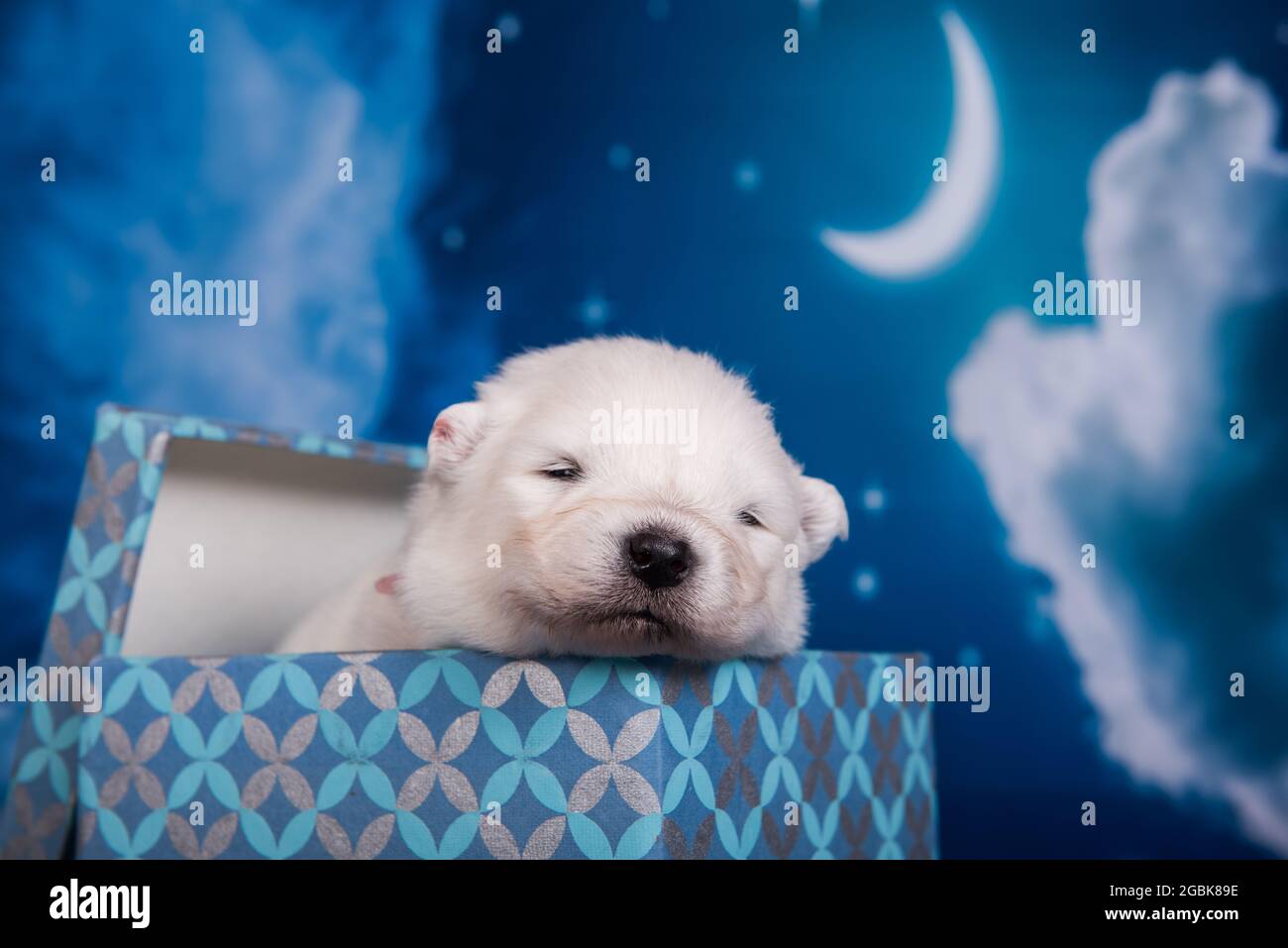 White fluffy small Samoyed puppy dog in a gift box Stock Photo - Alamy
