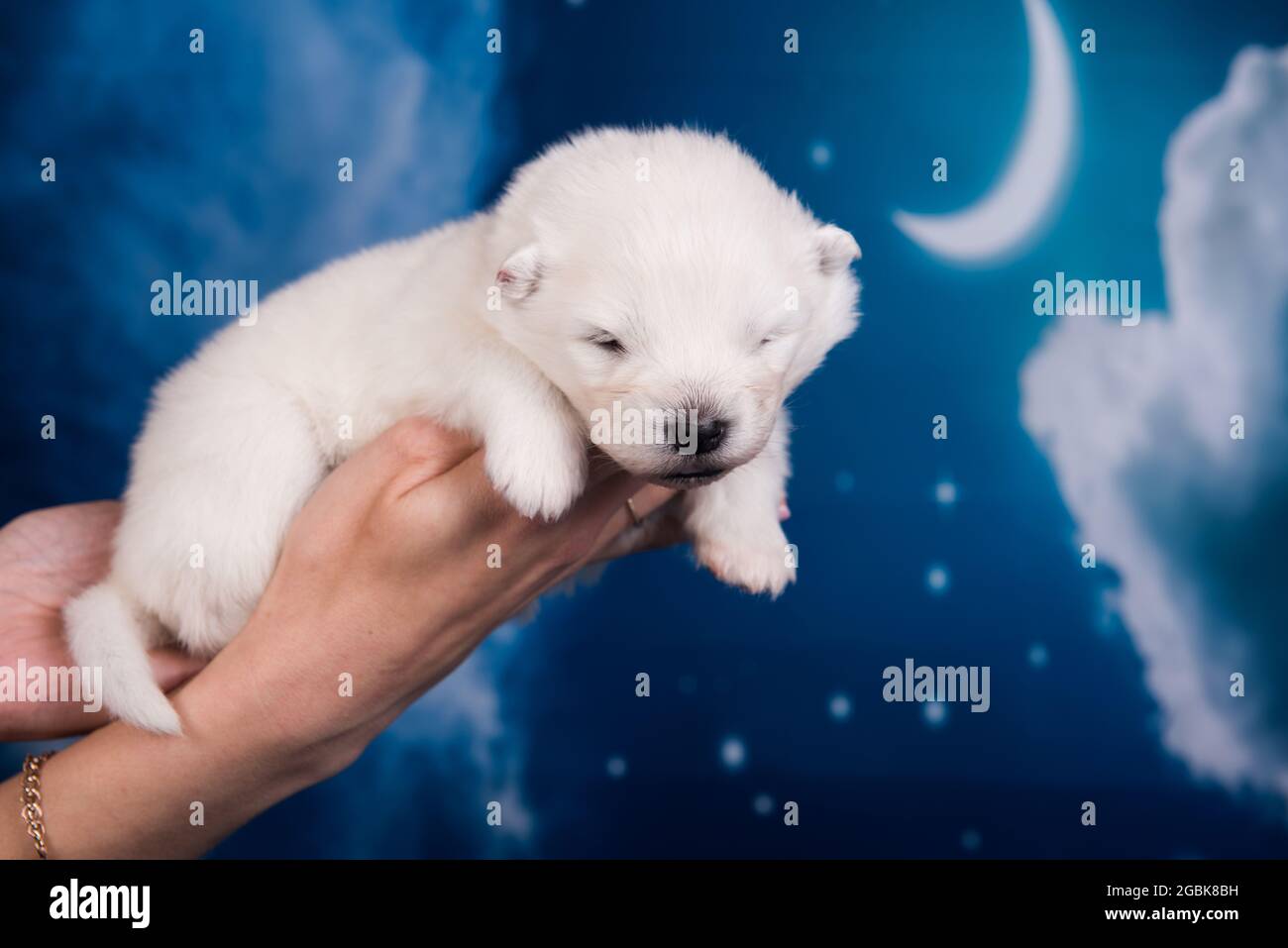 White fluffy small Samoyed puppy dog on hands Stock Photo - Alamy