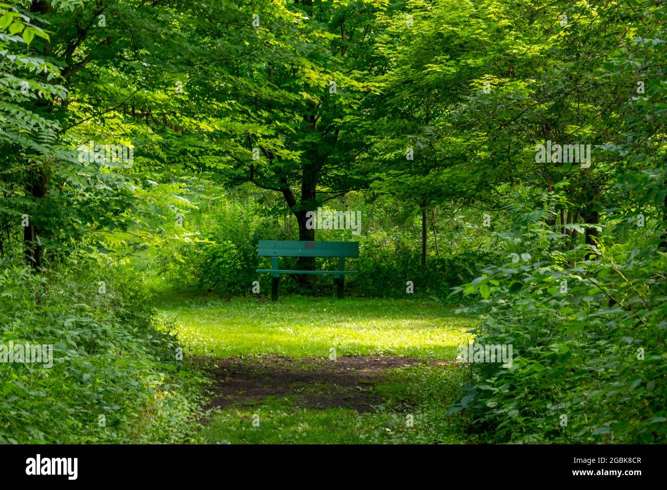 Bench in the woods Stock Photo - Alamy