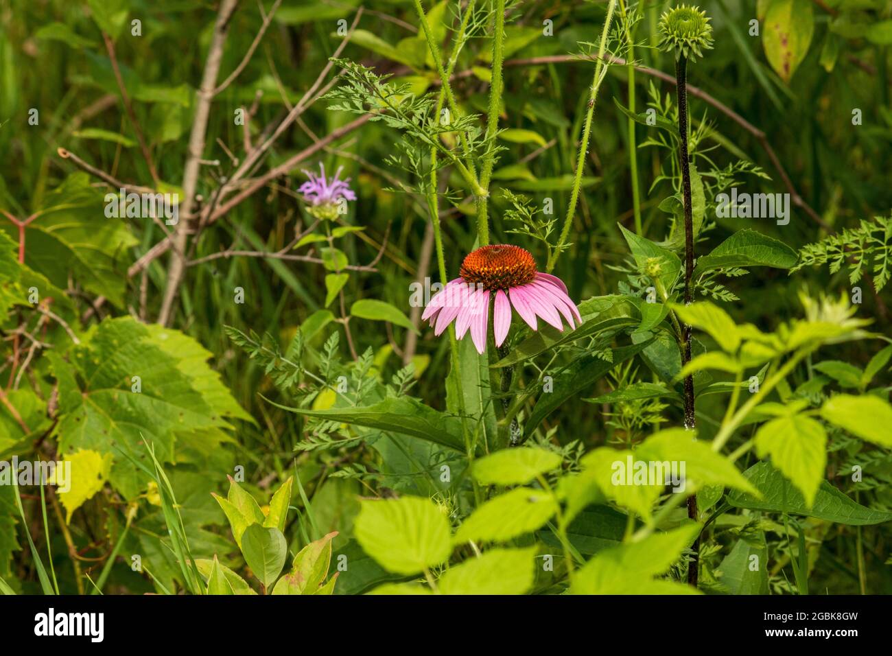 Purple Coneflower in the wild Stock Photo - Alamy