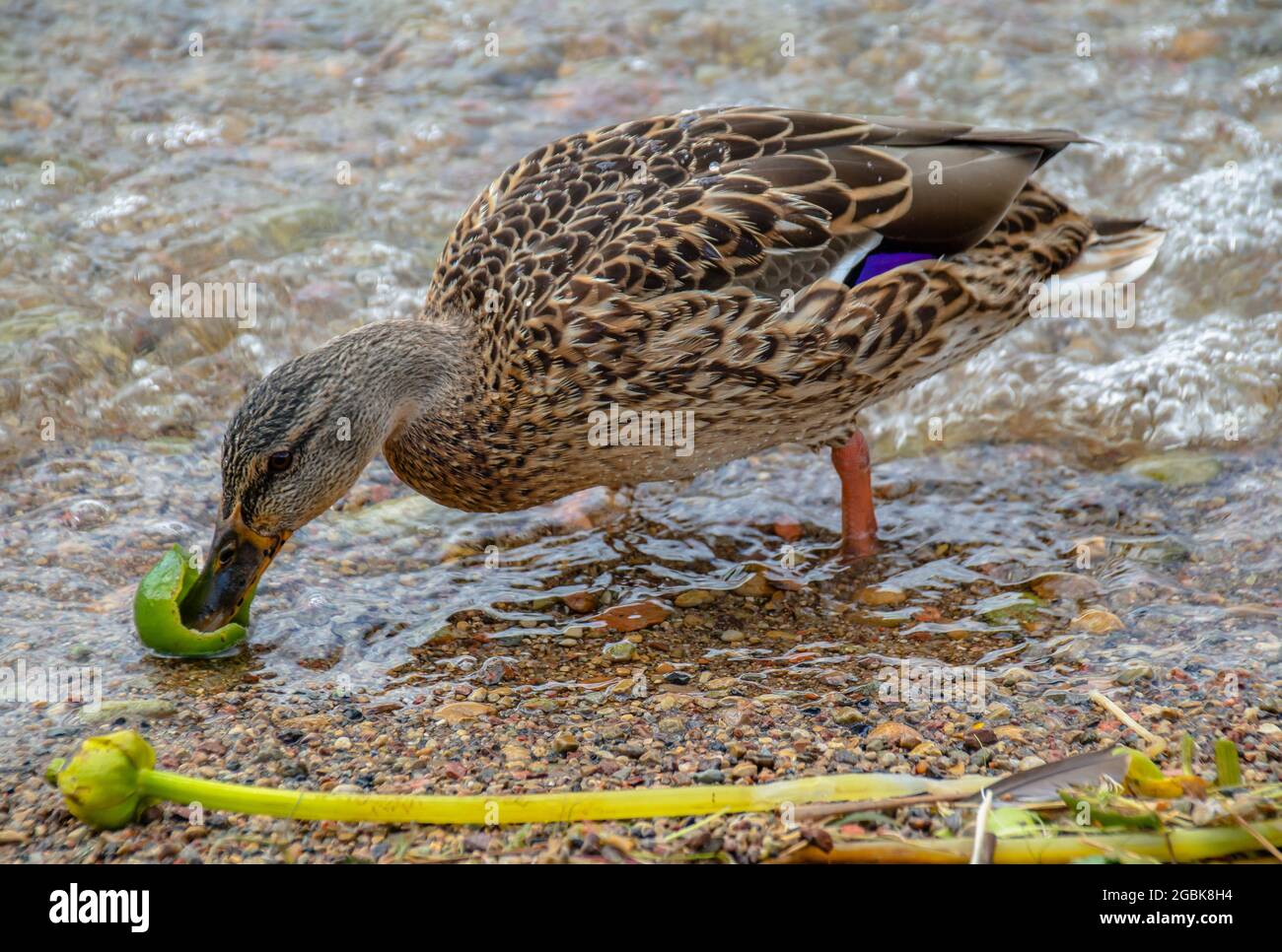 Duck having lunch Stock Photo - Alamy