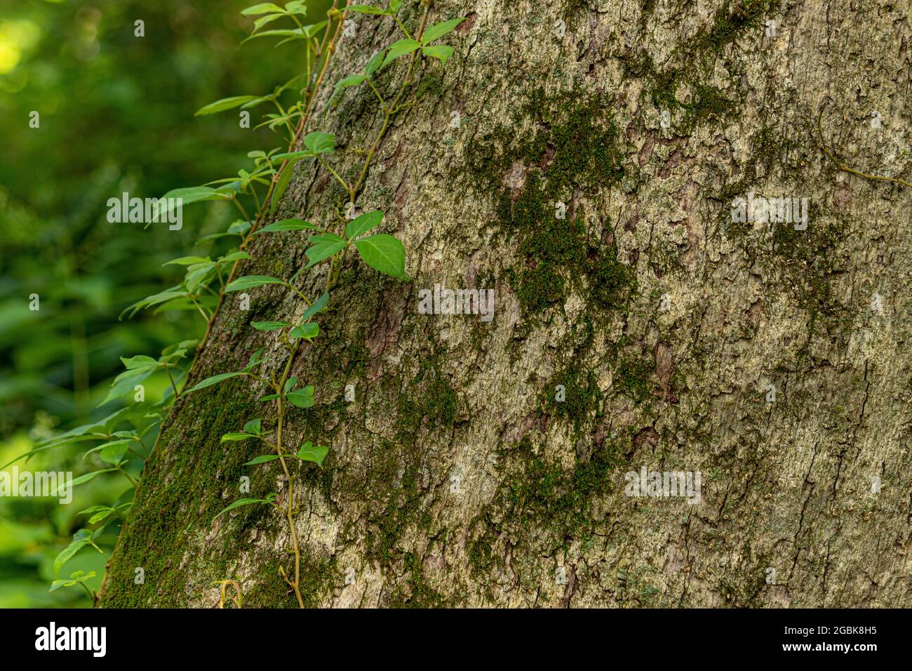 Closeup Tree Texture with Moss Stock Photo - Alamy