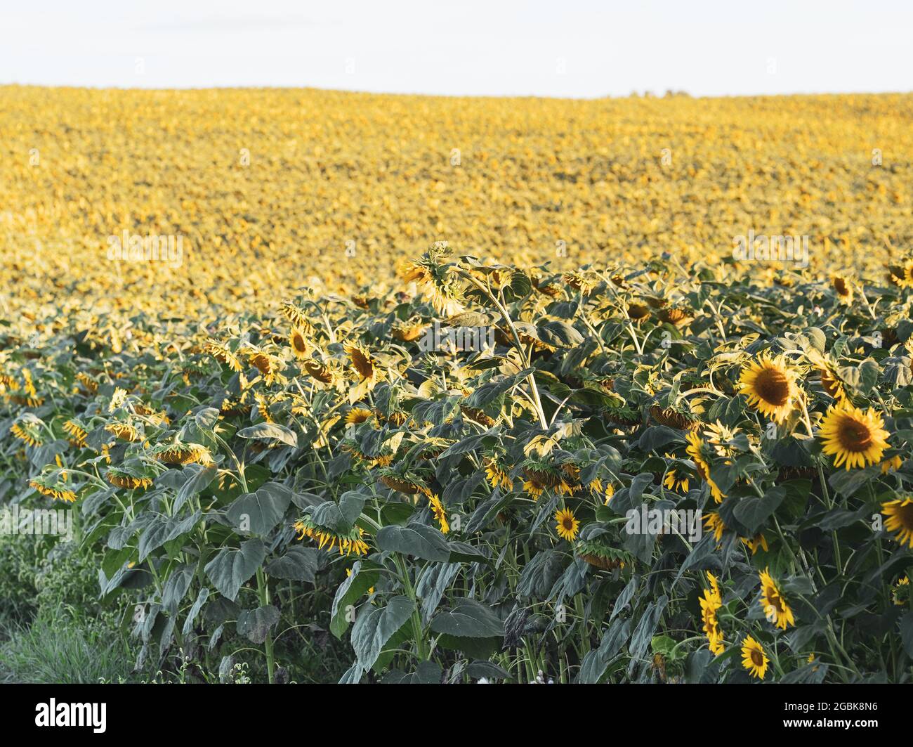 Sunflower natural background. Sunflower blooming Stock Photo - Alamy