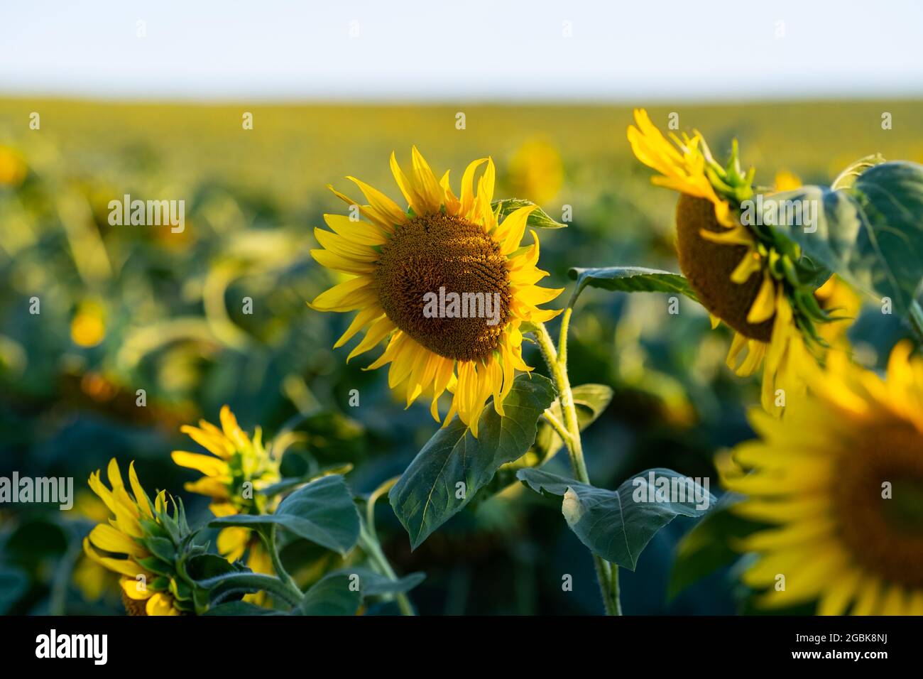 Close-up of sunflower. Sunflower natural background Stock Photo - Alamy